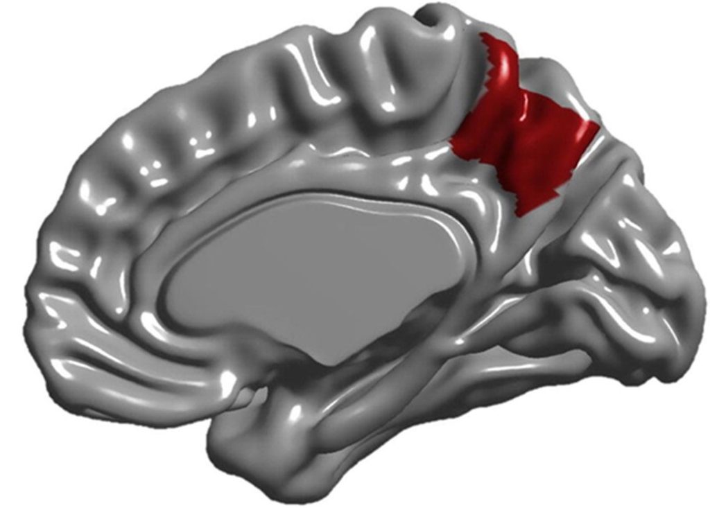 Tu identidad cerebral se define antes de nacer: El rol del precúneo ...
