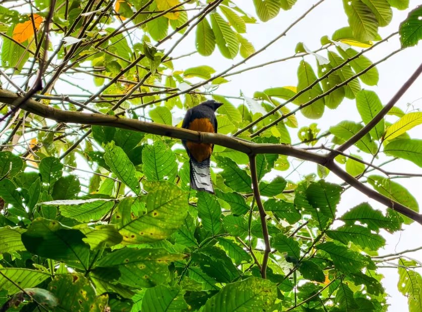 Panamá rompe récord con 790 especies de aves en 24 horas durante Global ...