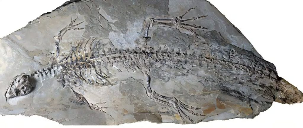 Cocodrilo fósil revela el color de su piel tras 125 millones de años ...