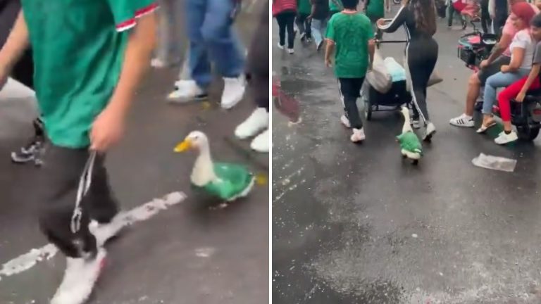 Pato mexicano se vuelve viral en festejos del Tri por Mundial 2026 - KCH FM